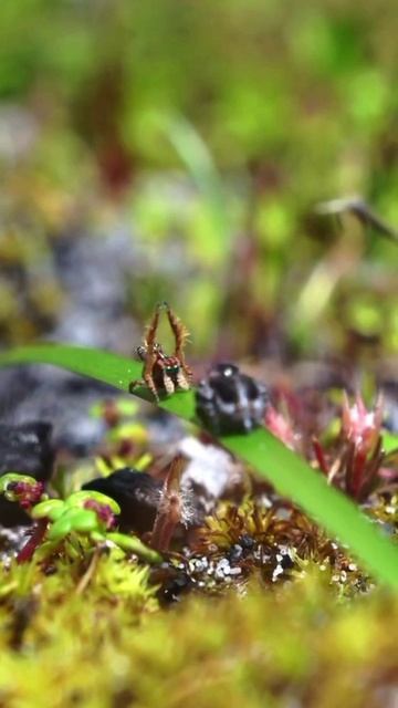 Их поведение во время ухаживания включает сложные «брачные танцы»