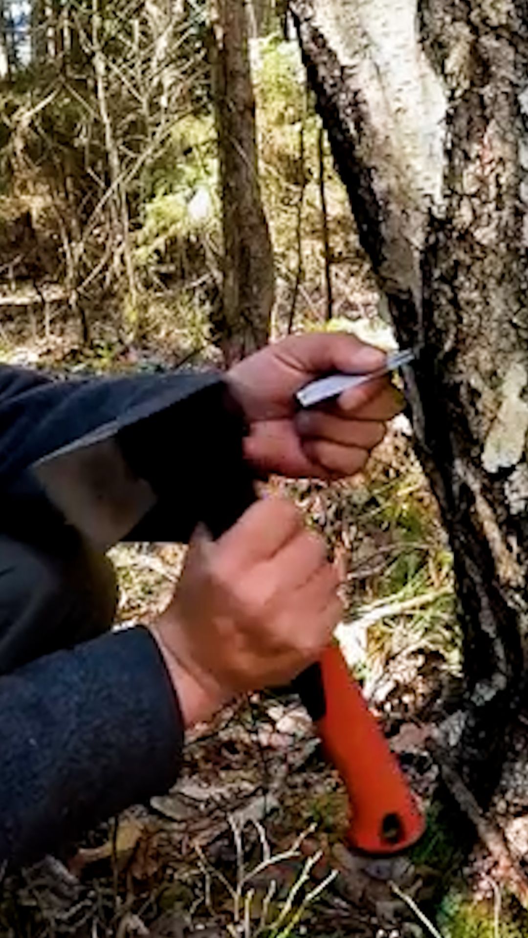 Добываю Берёзовый сок - очень вкусно и полезно