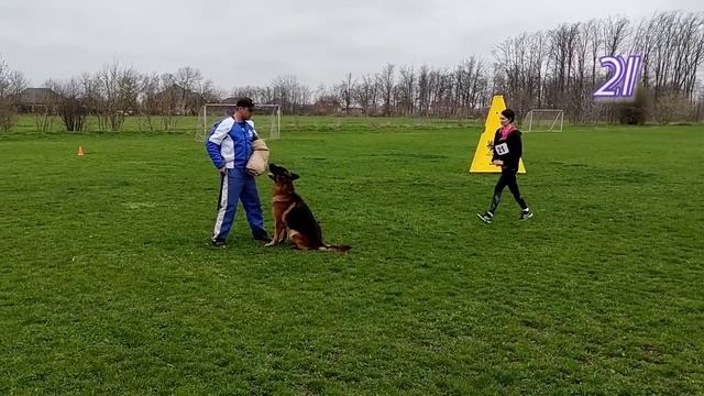 2 Отл. СС ШВЕППС из Фортуна Мерди +++ №21. КРАСНОДАР 28 марта`26 Моно немецких овчарок