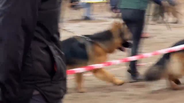 ЮНИОРЫ КОБЕЛИ ДШ / КЧК ВОЛОГДА 4 апреля`26 А.Буйнова Моно немецких овчарок