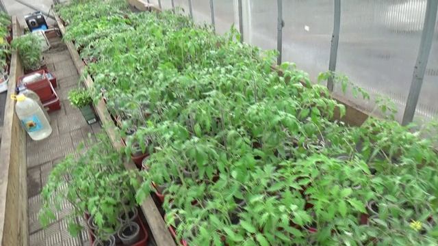 Покупайте семена томатов у проверенных продавцов! 6.04.2026.