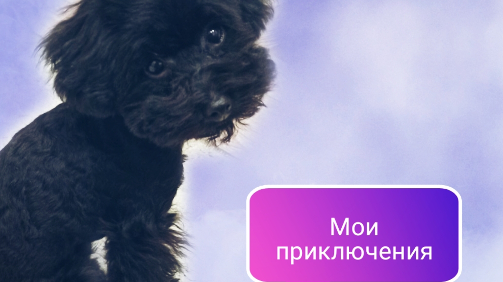 Приключения собачки Айзы.🐩