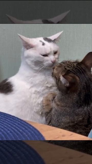 От любви до ненависти один шаг