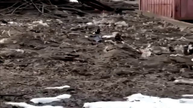 Крысы носятся по парку в Химках