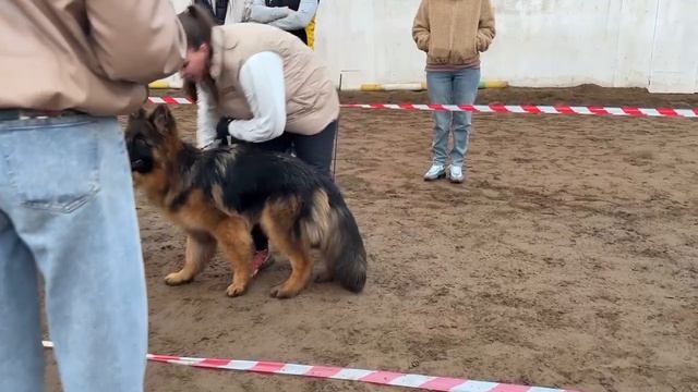 ПОДРОСТКИ КОБЕЛИ ДШ / КЧК ВОЛОГДА 4 апреля`26 А.Буйнова Моно немецких овчарок