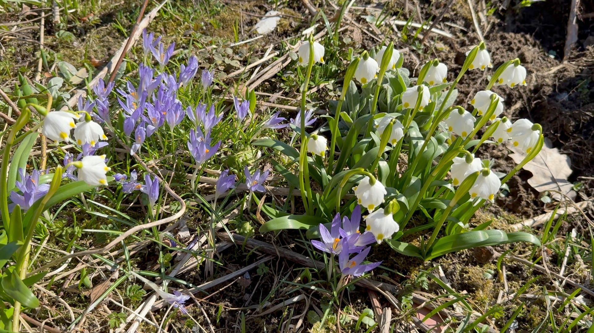 Апрель в Саду 2 апреля 2026