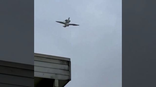 Хорошо, когда есть на кого положиться