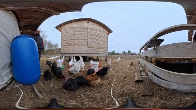 Белые петухи гоняют кур и не дают кушать | Про животных | 360°