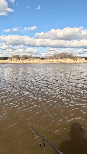 Поговорил с чайками )))