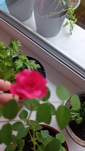 Расцвела роза в апреле