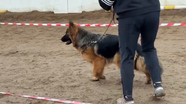 ПОДРОСТКИ СУКИ ДШ / КЧК ВОЛОГДА 4 апреля`26 А.Буйнова Моно немецких овчарок