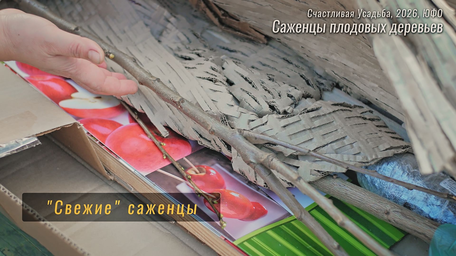 Что с саженцами? Заказали с доставкой, саженцы Агрофирмы ПОИСК. Сажаем всегда весной. Обновляем сад.