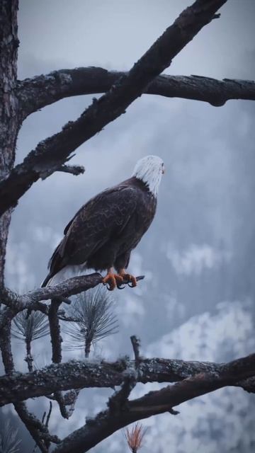 До 80% белоголовых орланов погибают от несчастных случаев или голода, не достигнув взрослого возраст