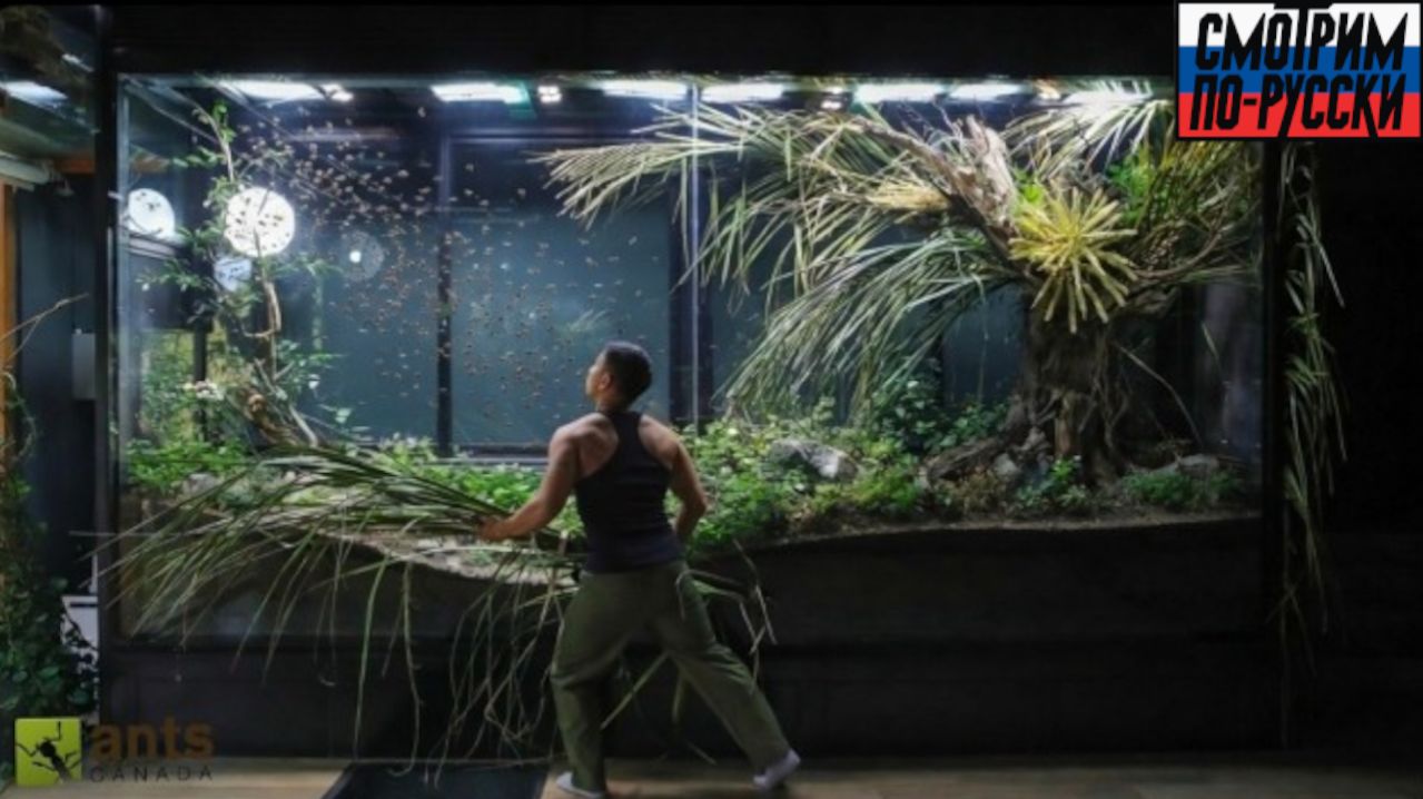 Заселяю новую колонию пчёл в гигантскую экосистему! 🐝🌿 l СМОТРИМ ПО-РУССКИ