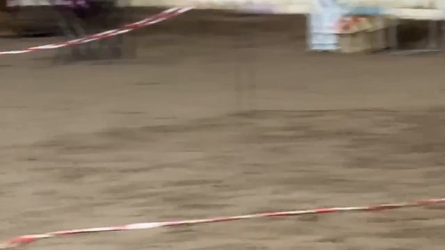 ОТКРЫТЫЙ КОБЕЛИ / КЧК ВОЛОГДА 4 апреля`26 А.Буйнова Моно немецких овчарок