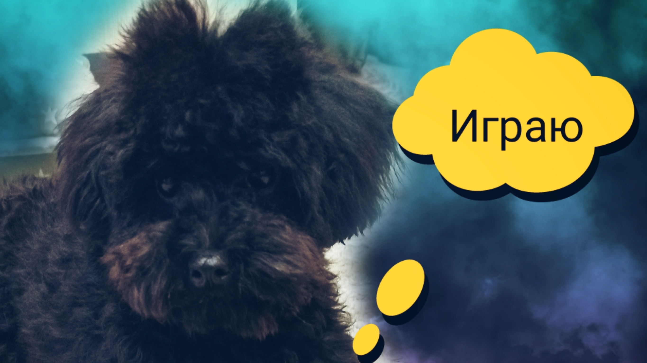 Утренние игры собачки Айзы 🐩