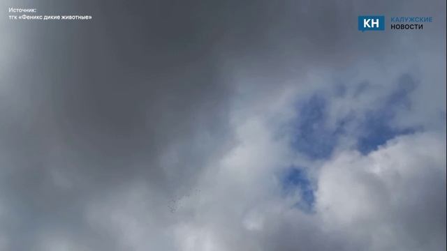 Клин журавлей пролетел над Калужской областью