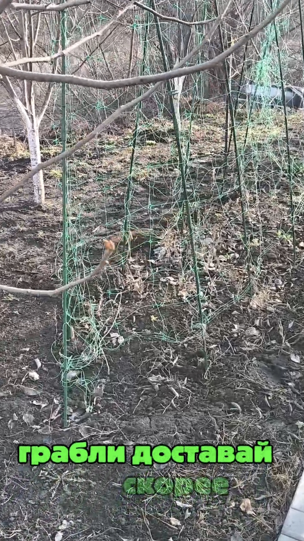 Грабли доставай скорее