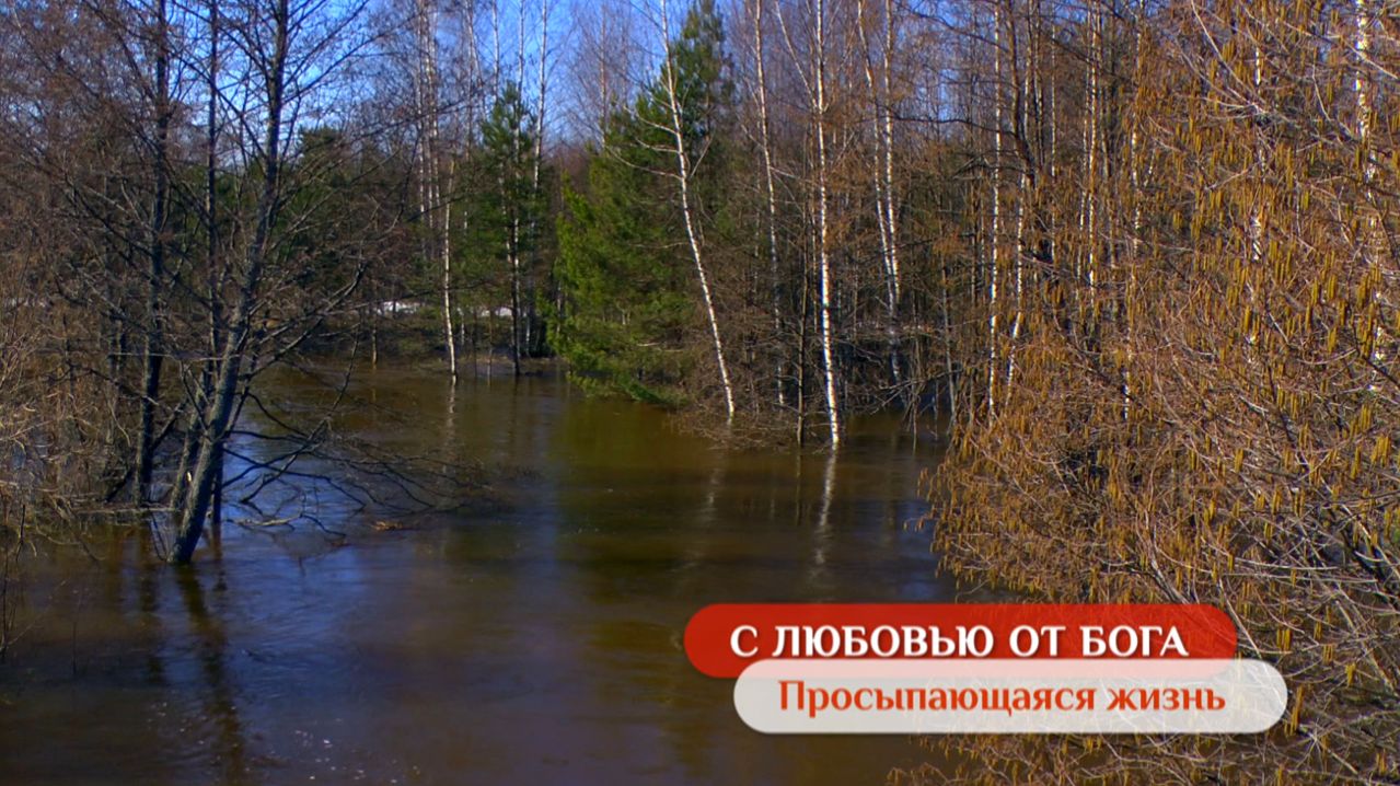 Просыпающаяся жизнь | С любовью от Бога