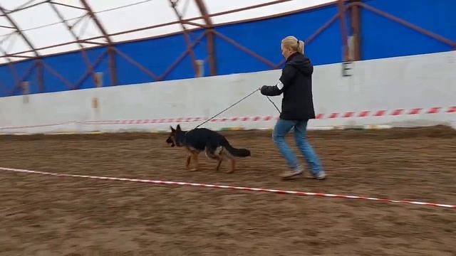 ЩЕНКИ СУКИ / КЧК ВОЛОГДА 4 апреля`26 А.Буйнова Моно немецких овчарок