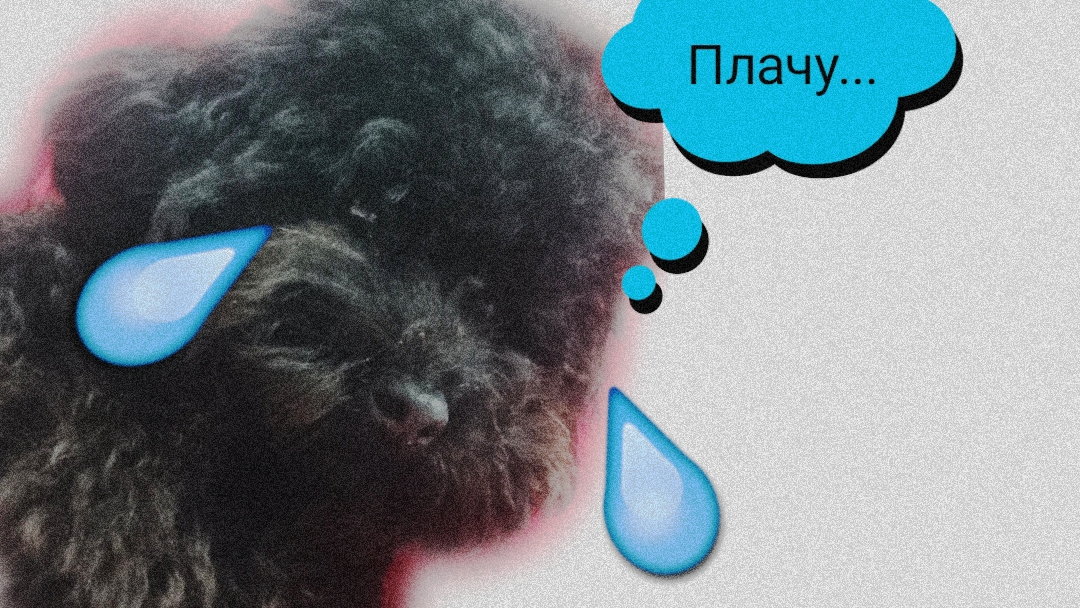 Собачка Айза плачет...😥🐩