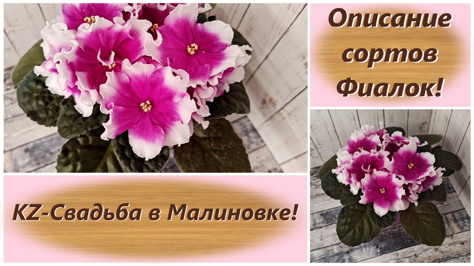 Описание сортов Фиалок! KZ-Свадьба в Малиновке!