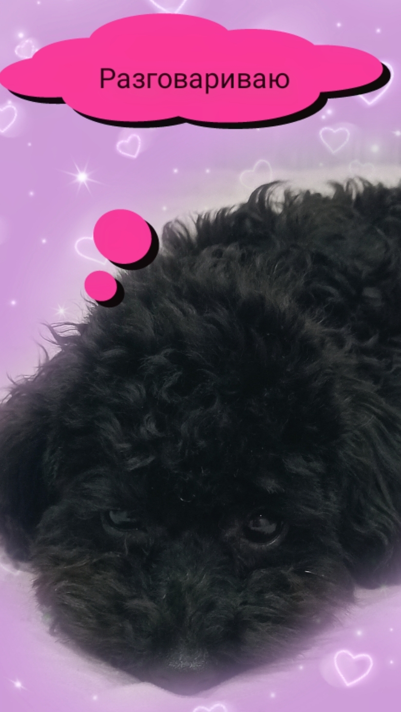 Собачка Айза разговаривает. 😱😂