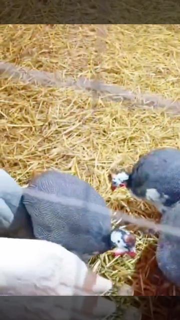 Интересные факты о цесарка х