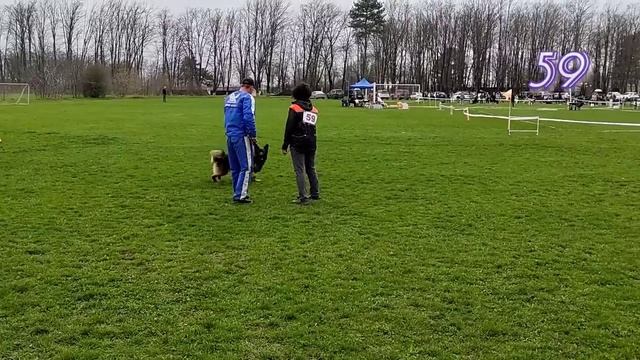 1 Отл. КЧК Баларис ЧЕЗЗА +++ №59. КРАСНОДАР 28 марта`26 Моно немецких овчарок