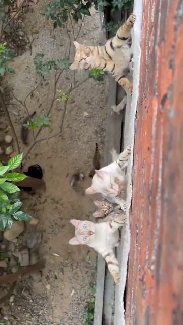 Житель Китая каждый день кормит кошек у своего дома