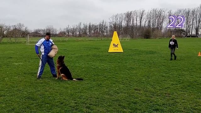 3 Отл. Зависть Богов ИМПЕРАТОР +++ №22. КРАСНОДАР 28 марта`26 Моно немецких овчарок