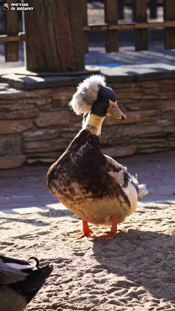 Хохлатые утки. Ленинградский зоопарк