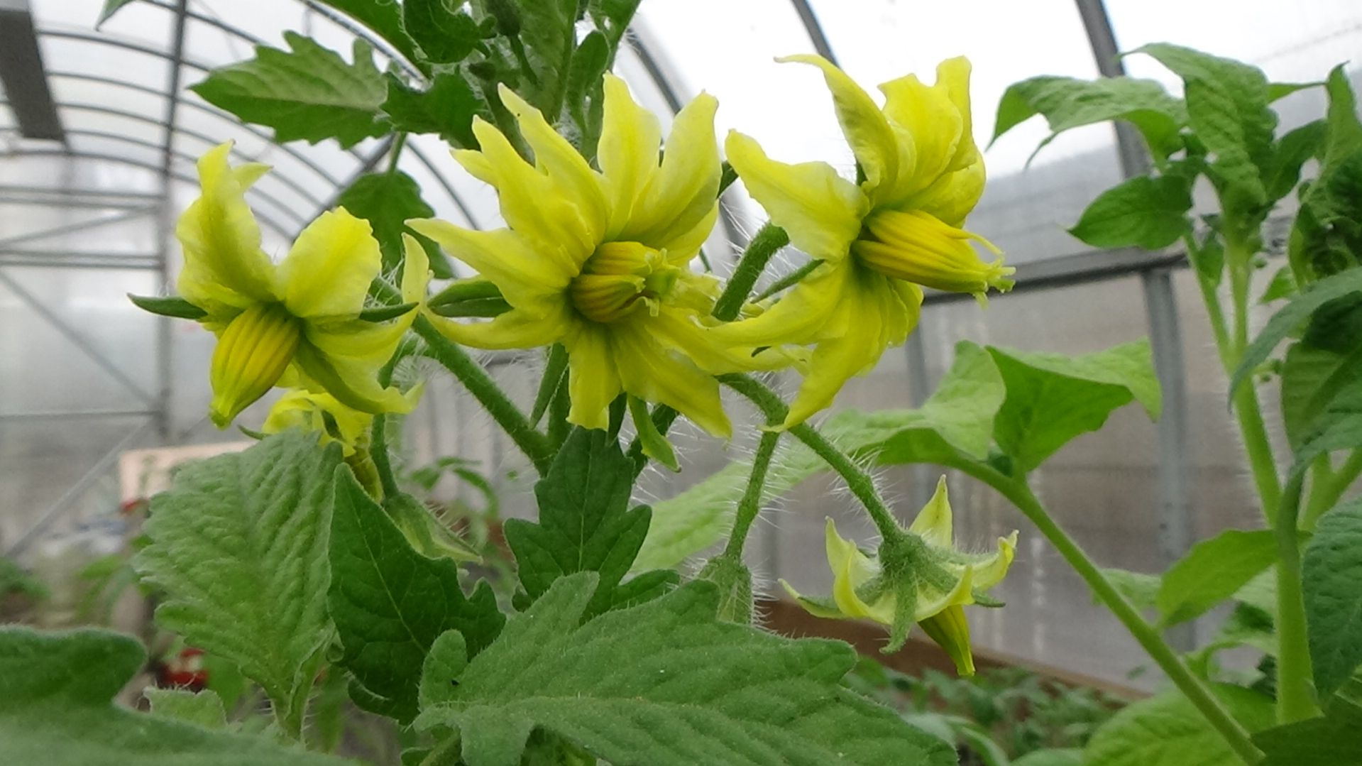 Эти цветы томатов я удалять не буду! Но придется их подкормить. 6.04.2026.