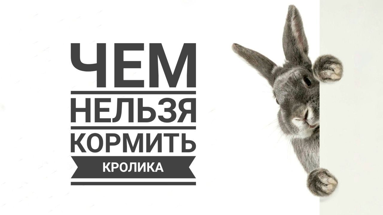 Чем категорически нельзя кормить декоративного кролика