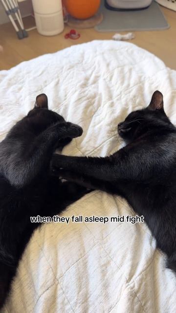 Уснули посреди драки