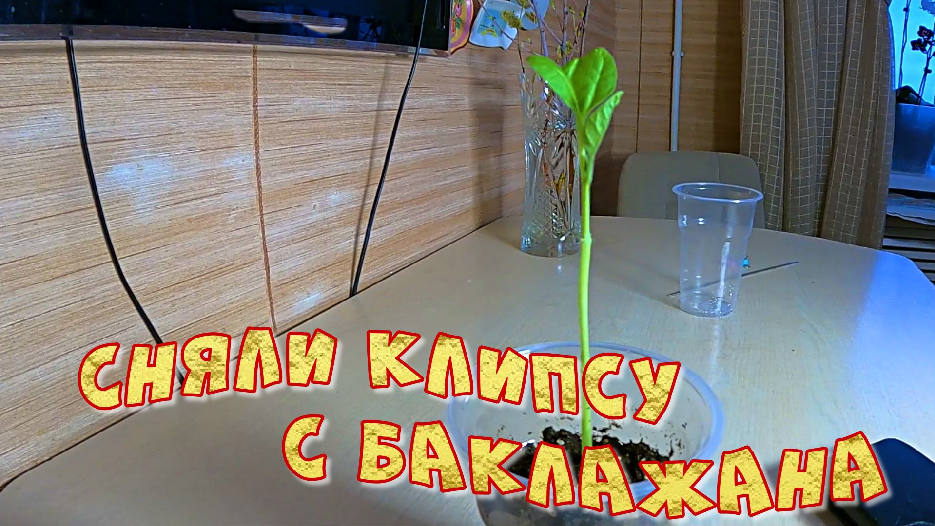 Сеем ипомею Сняли клипсу с баклажана