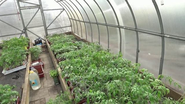 Теплицу обогреваю ИК обогревателем уже много лет! 6.04.2026.