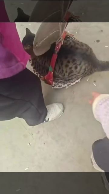 Взвешивание кота пошло не по плану