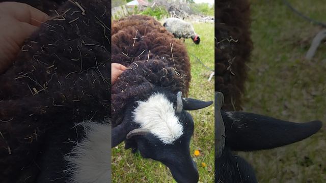 мамин сладкий пирожочек. ласковый барашек Бамблби.