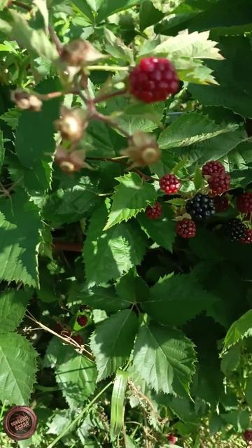 ежевика Лох Тей