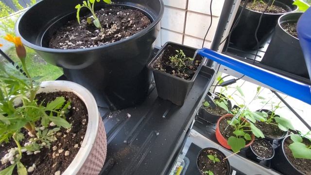 Появились белые мошки на рассаде! Обрабатываем землю с рассадой