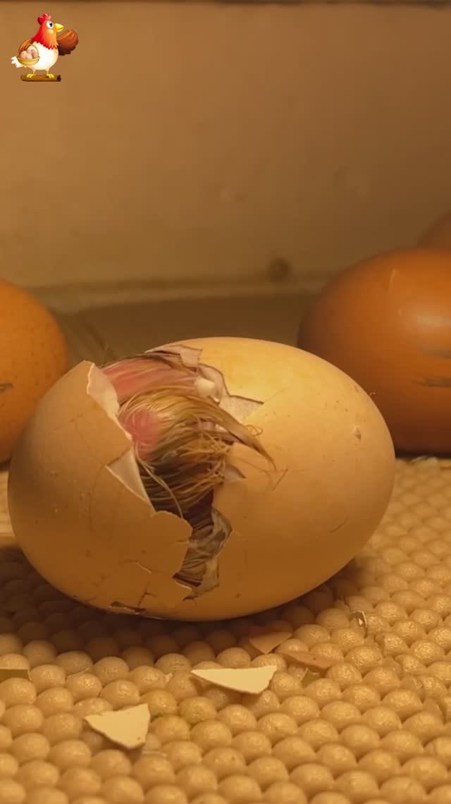 Рождение цыпленка за 1 минуту в инкубаторе вар.5