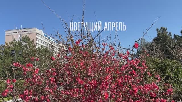 🌸 Цветущий апрель: прогулка по парку санатория Пирогова 🌸