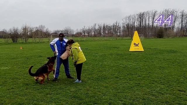 1 Оч/хор Баунти Вэй ФИЛАДЕЛЬФИЯ ++- №44. КРАСНОДАР 28 марта`26 Моно немецких овчарок