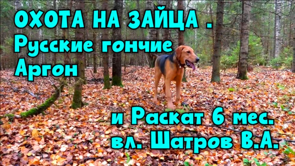 ОХОТА НА ЗАЙЦА .Русские гончие Аргон и Раскат 6 мес. вл. Шатров В.А.#охотасгончей #топ #hunting