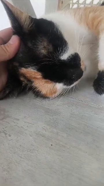 Милый котик❤на звук не обращайте внимания (не мой голос)
