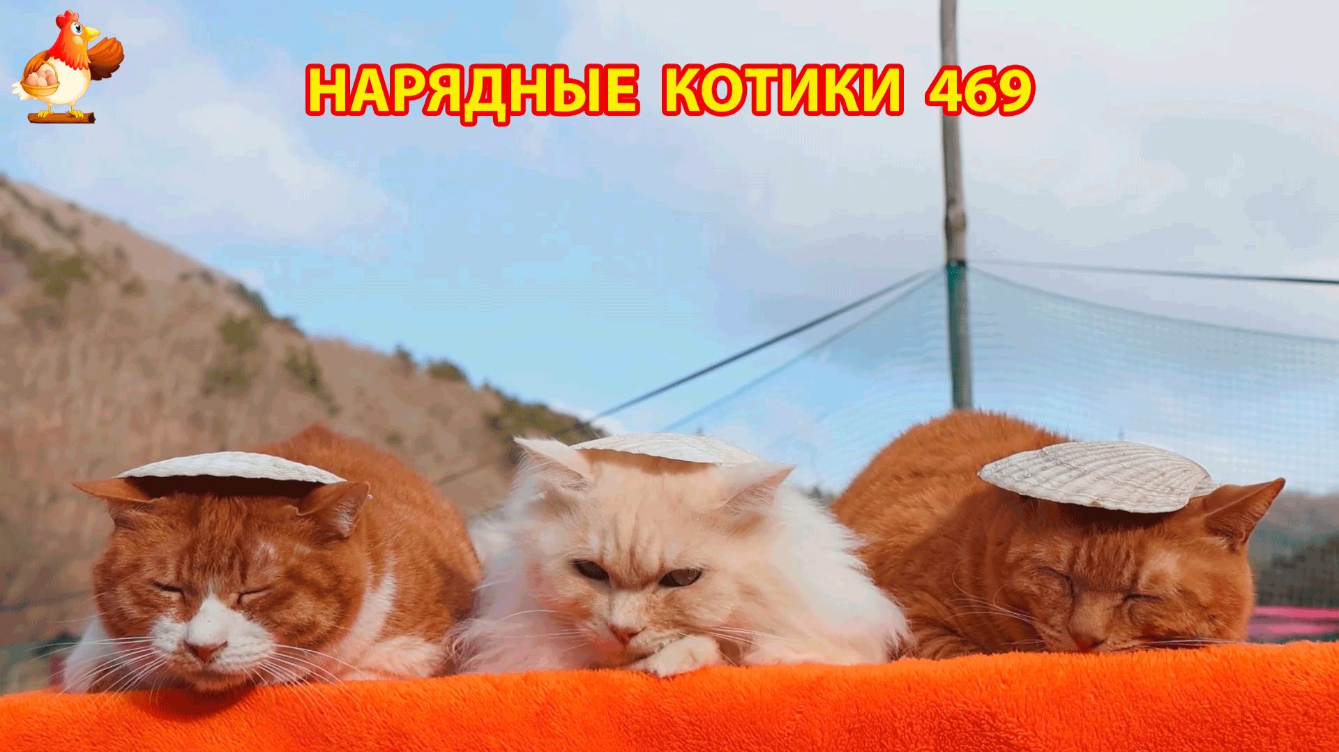 Нарядные Котики расслабляются на солнышке 🌞 🐈🐈🐈 (469)