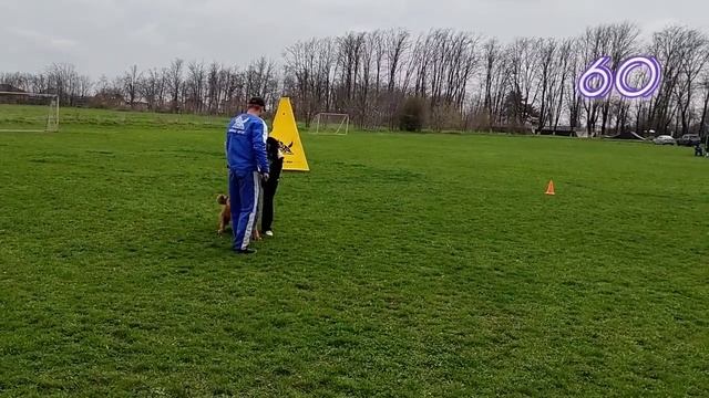 2 Отл. СС Эдельвейс Кубани ЧЕЛЛИ Лучшая защита! №60. КРАСНОДАР 28 марта`26 Моно немецких овчарок