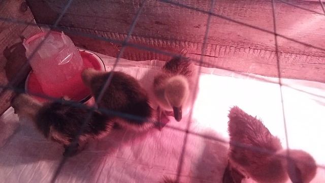 гусята породы крупная серая. осваиваются.