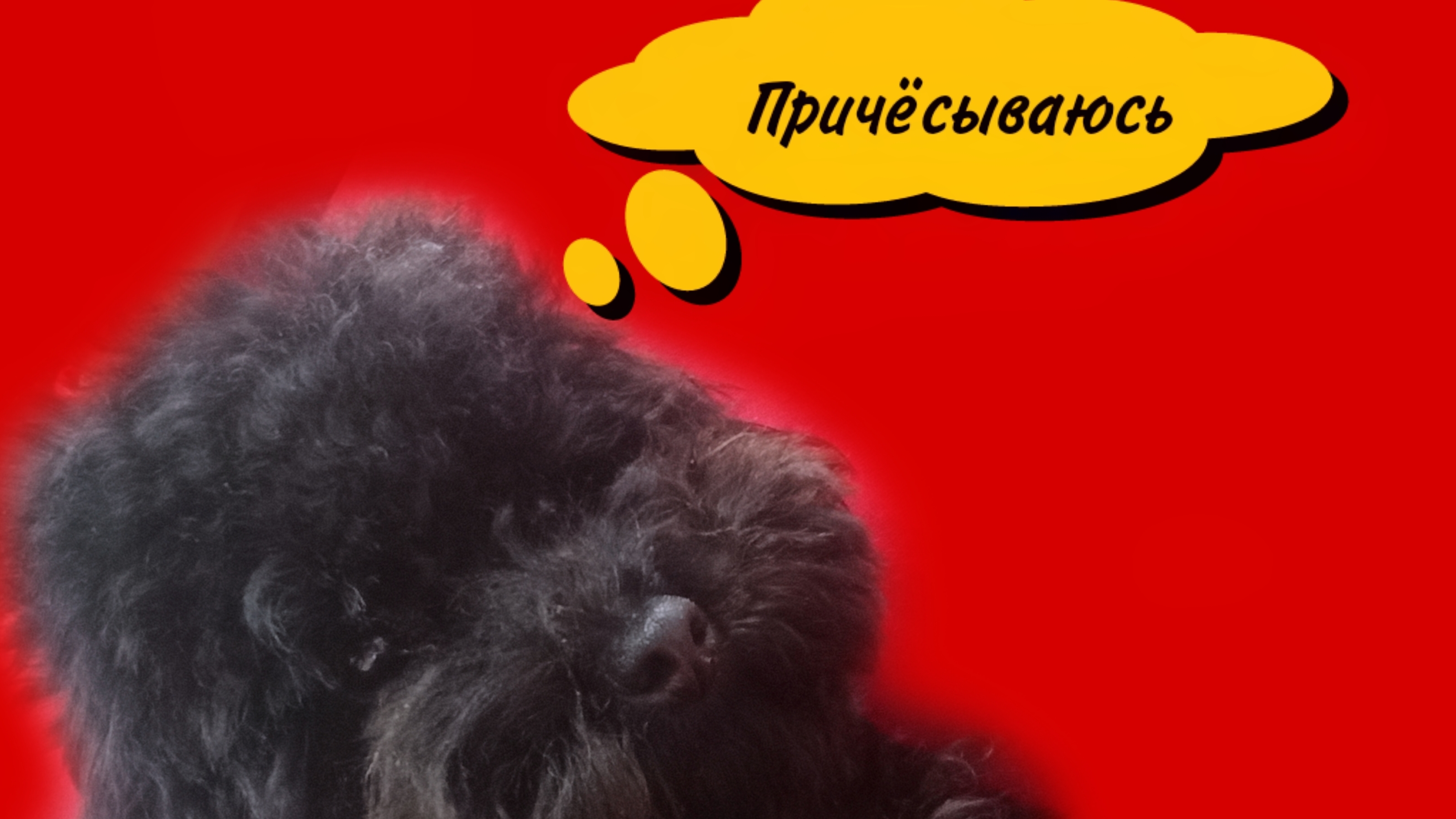 Собака Айза причёсывается 🐩